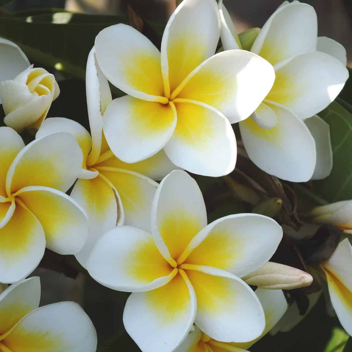 White Jasmine | Floral Scent | Air Esscentials White Jasmine | Floral Scent | Air Esscentials